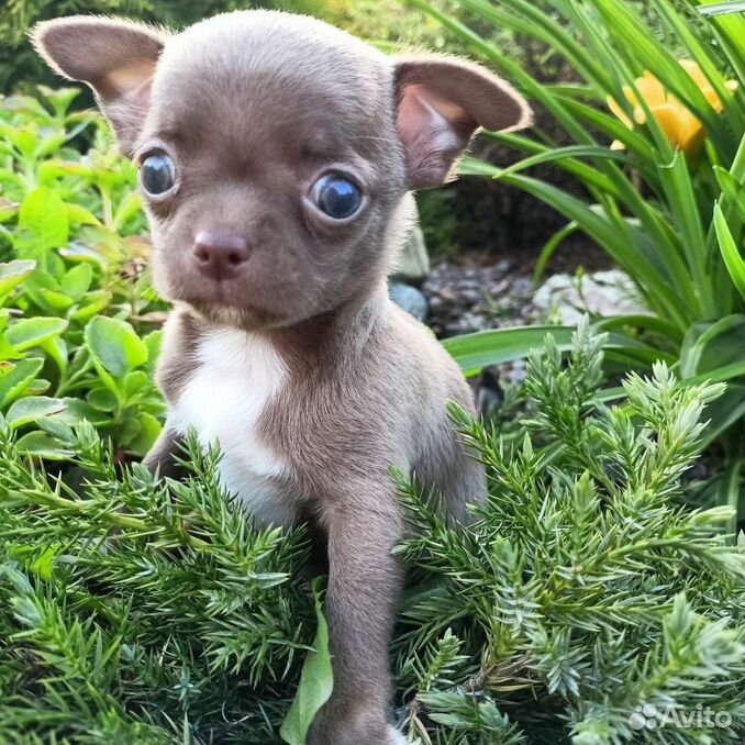 Веселые чихуашки