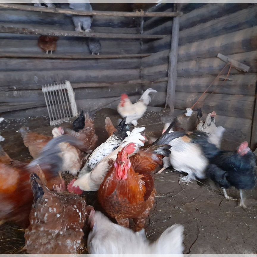 Петушки на холодец и бульон