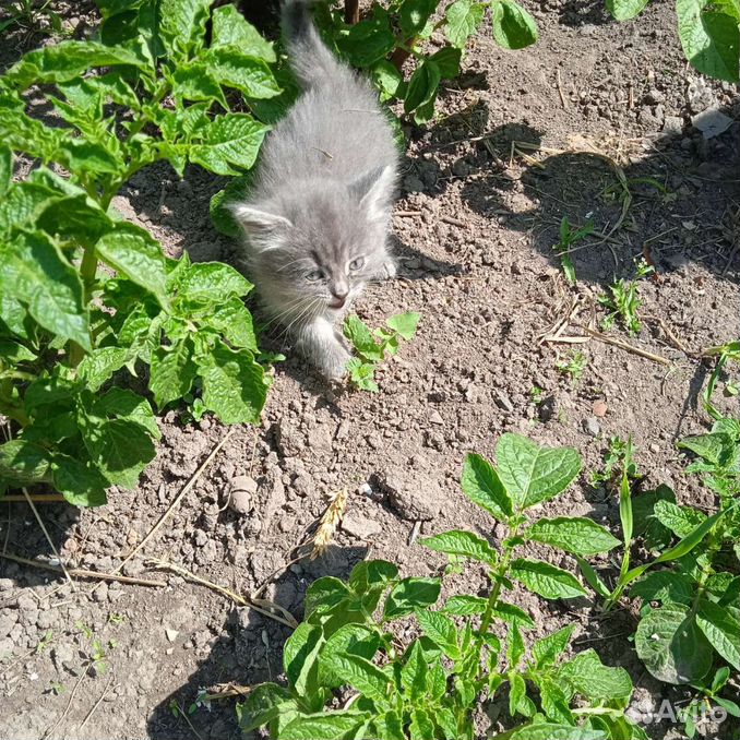 Котята охотники хорошие, от кошки мышеловки