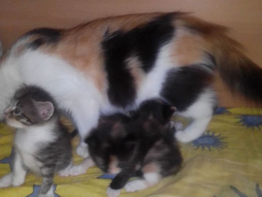 Котята месячные разные