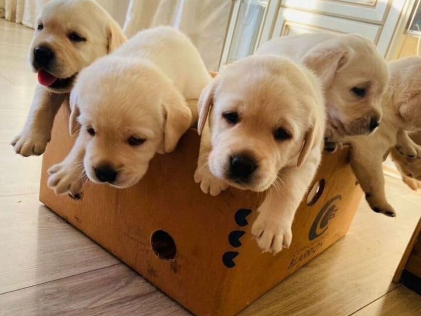 Щенки лабрадора