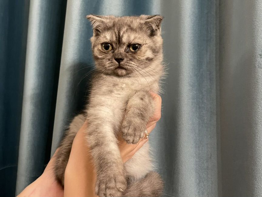 Шотландские котята