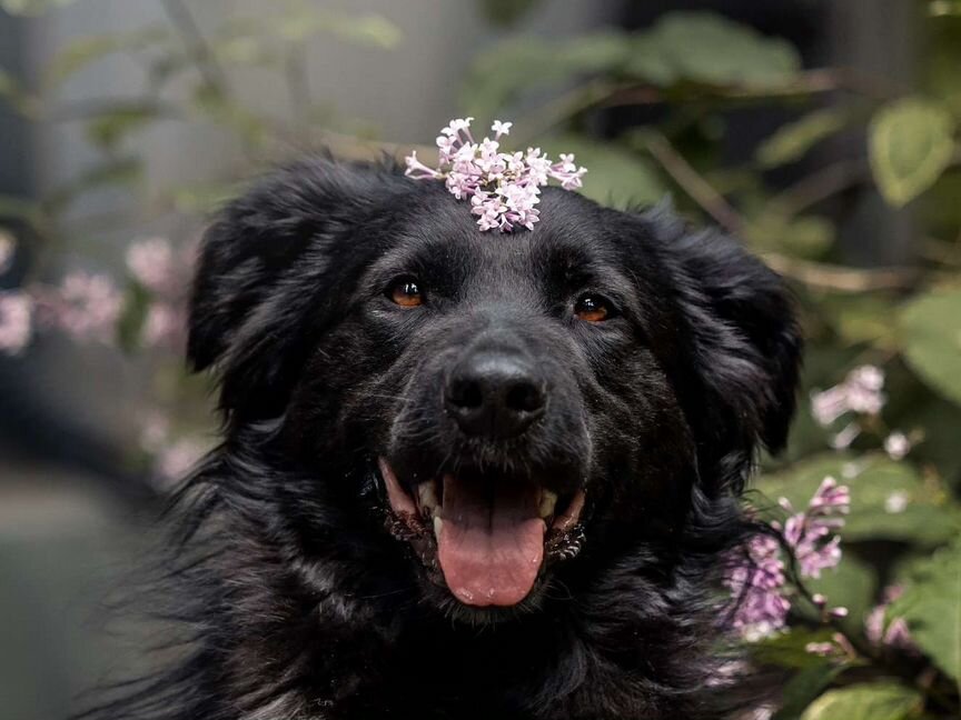 Шикарный раскудрявый пёс ищет дом