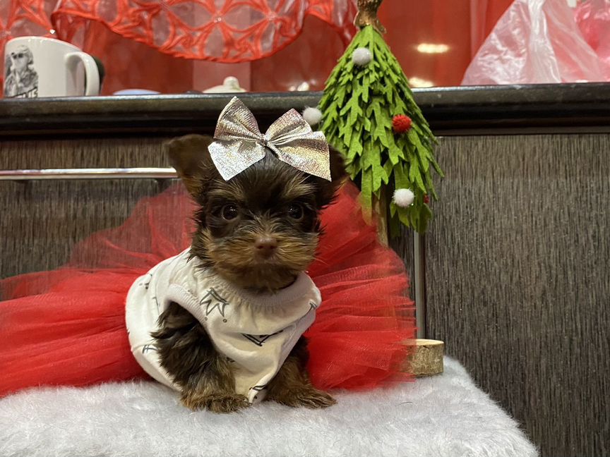 Йоркширский терьер мини