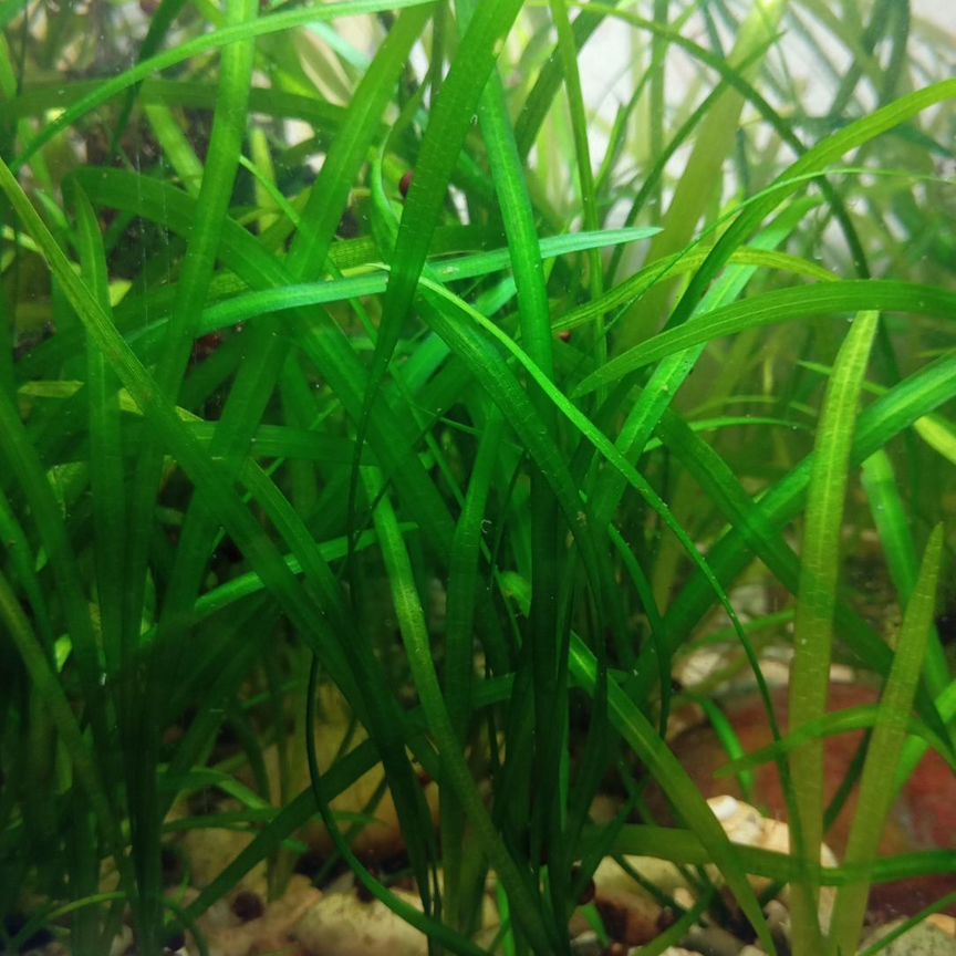 Валиснерия