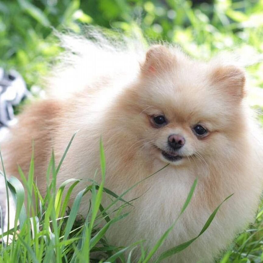 Померанский шпиц, взрослый пёс