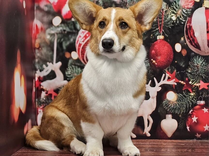 Отдам в добрые руки собаку корги-кардиган