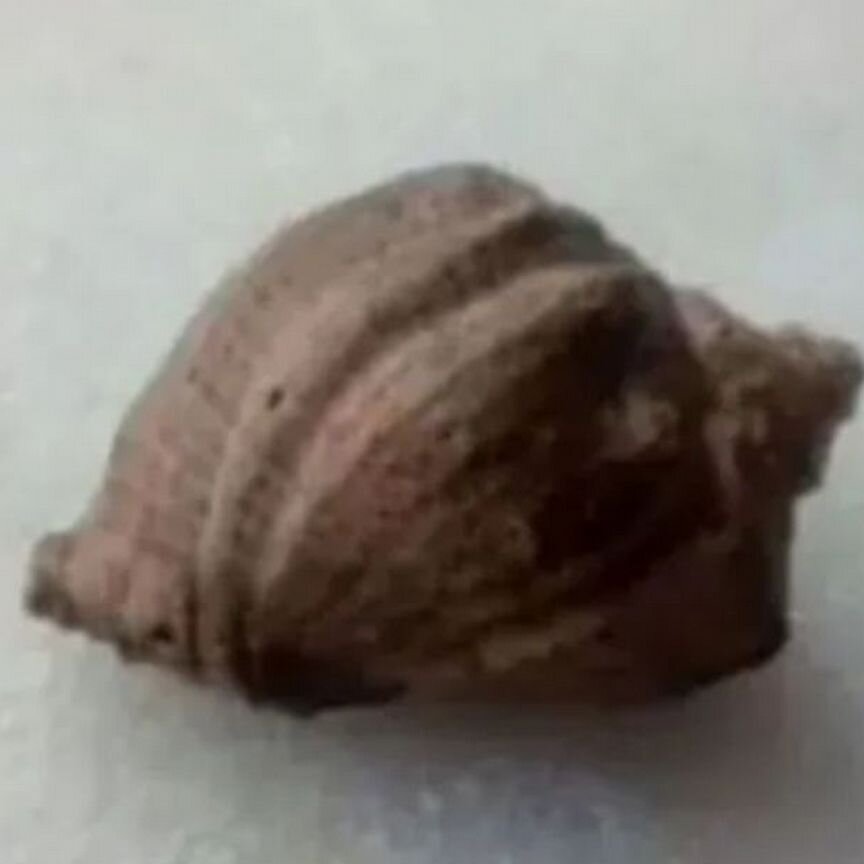 Ракушка