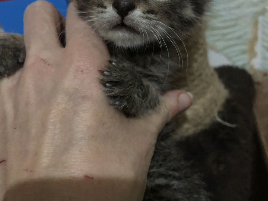 Котенок Дино