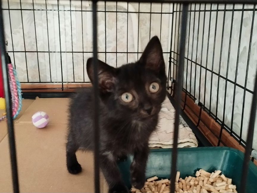 Котенок с необычным окрасом в добрые руки