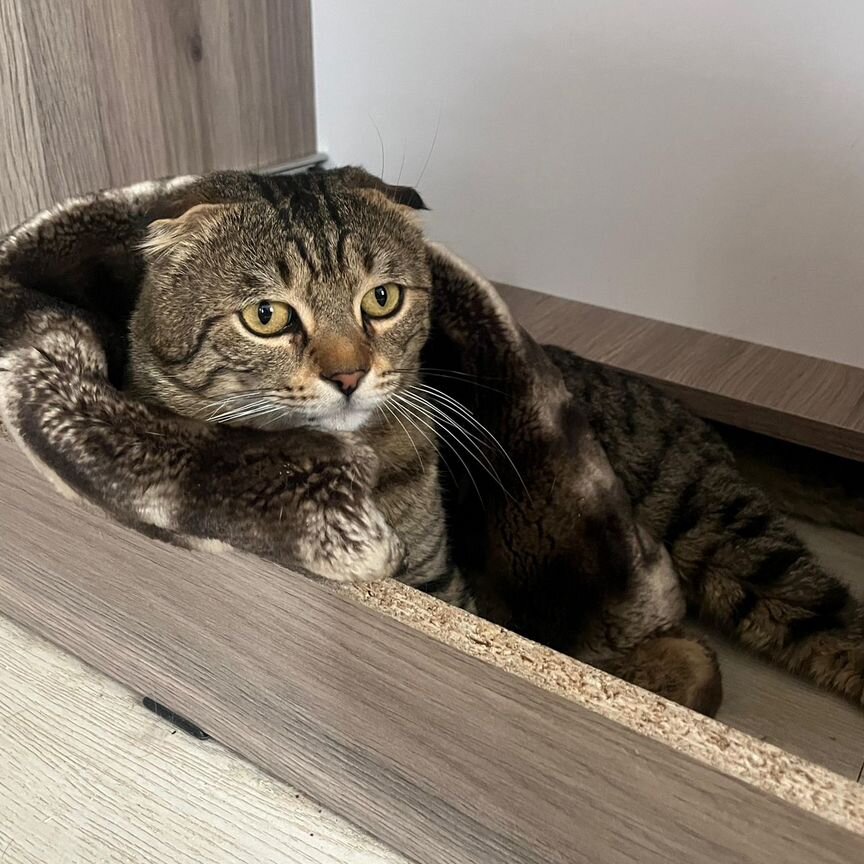 Шотландский вислоухий короткошёрстный, взрослый кот