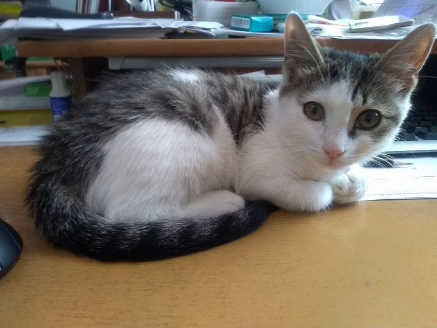 Котики бесплатно