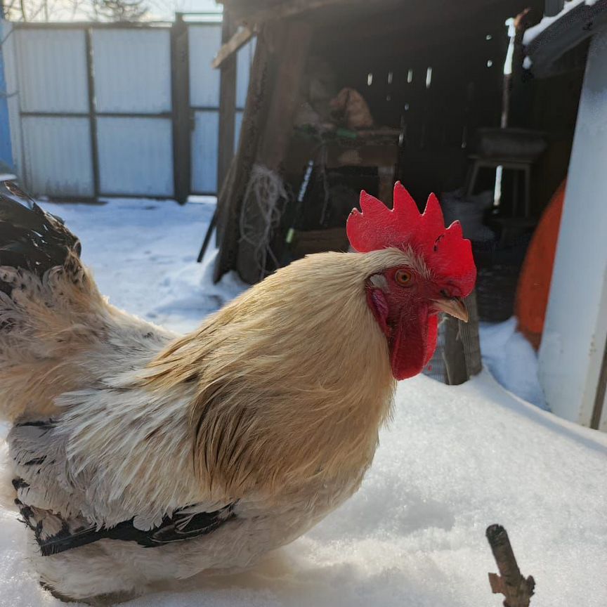 Продам молодого петуха