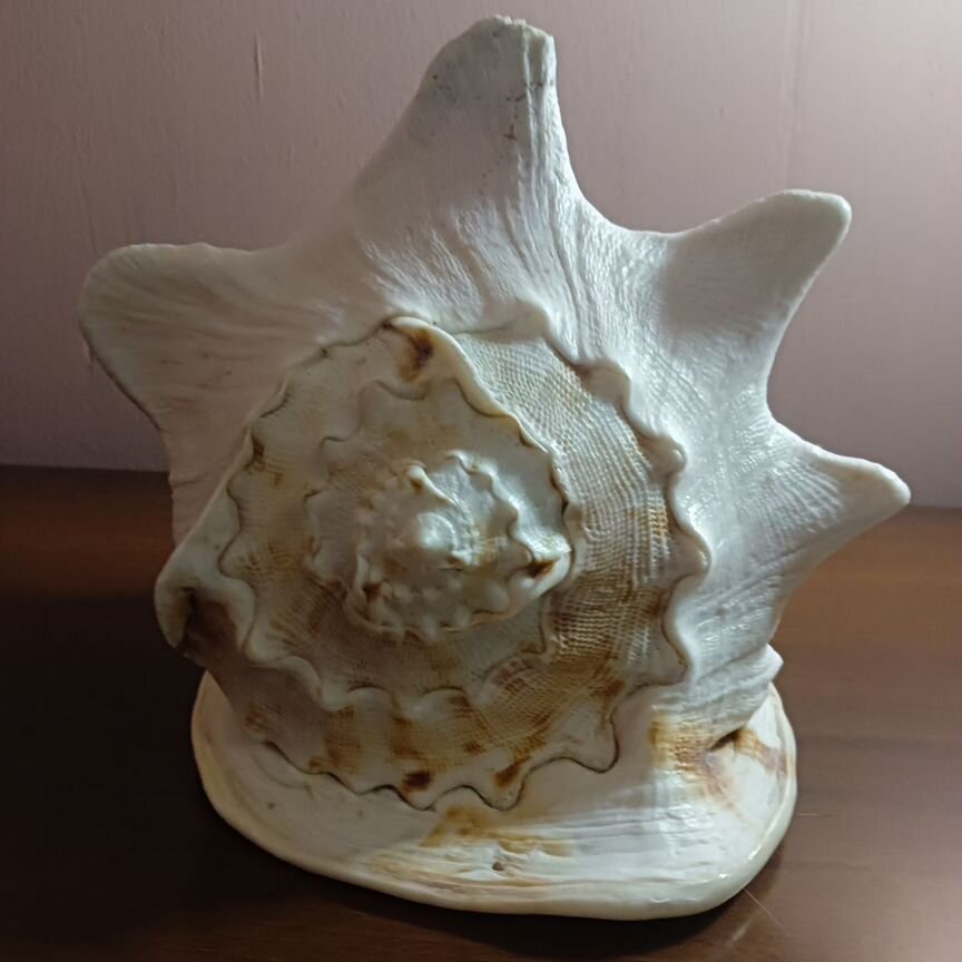 Ракушка морская большая