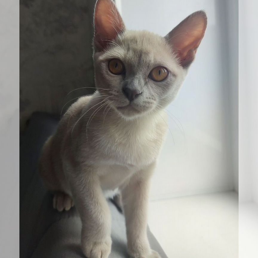 Кошечка Бурма с документами