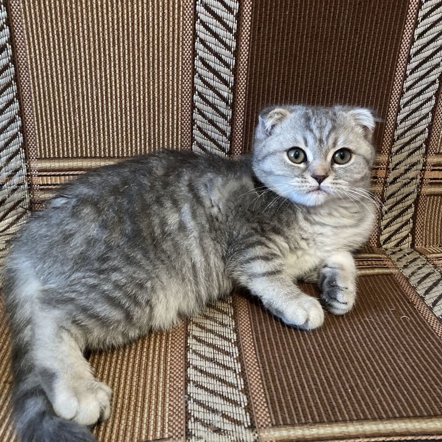 Вислоухие котята