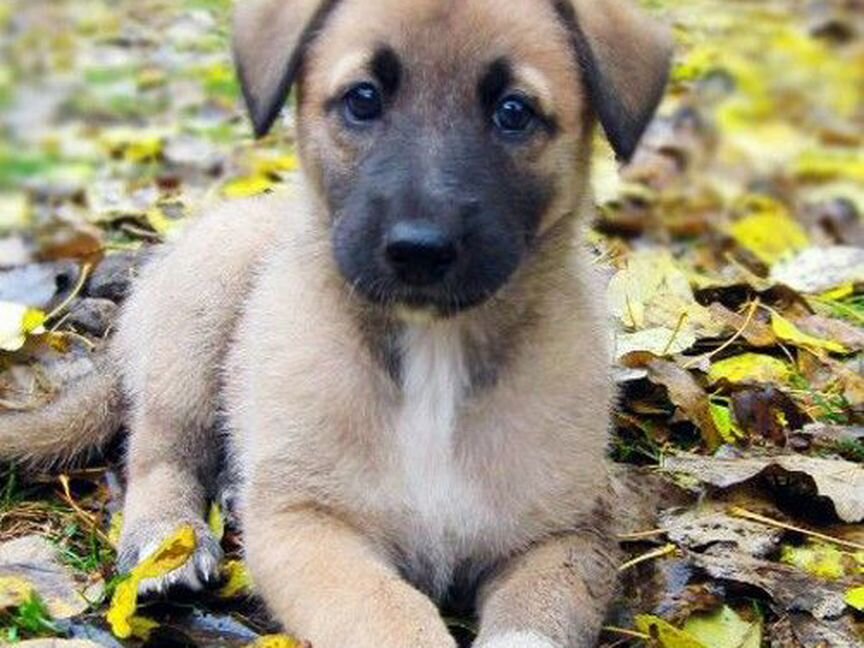 Умница-красавица в частный двор в добрые руки