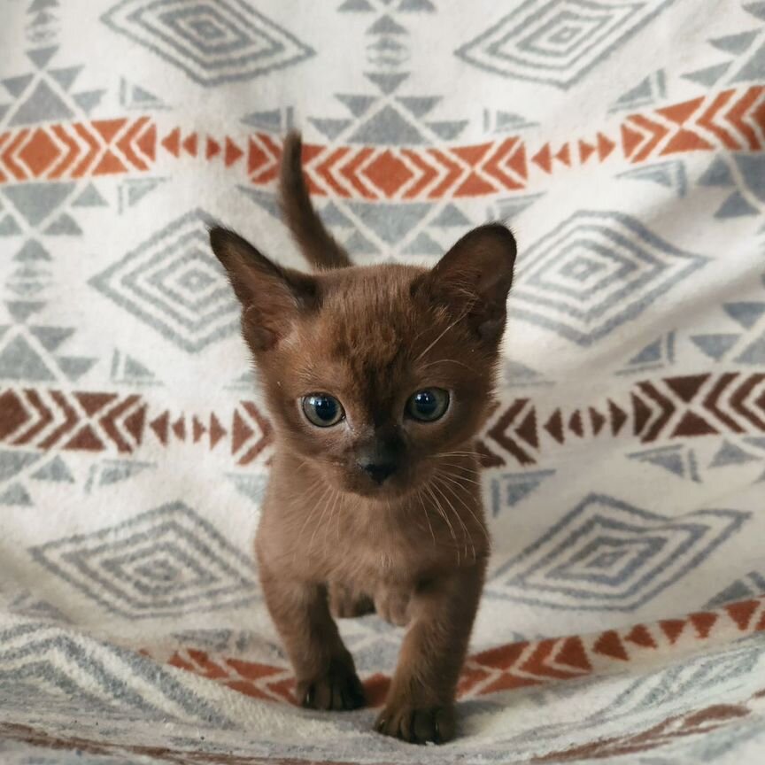 Котенок бурмы соболь. Готов к переезду