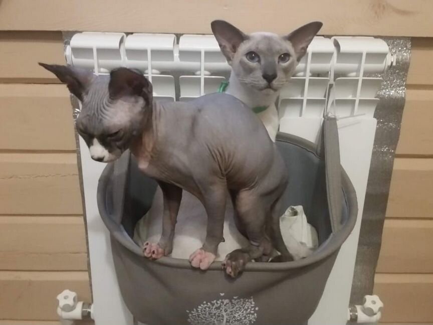 Канадский сфинкс кот кастрирован