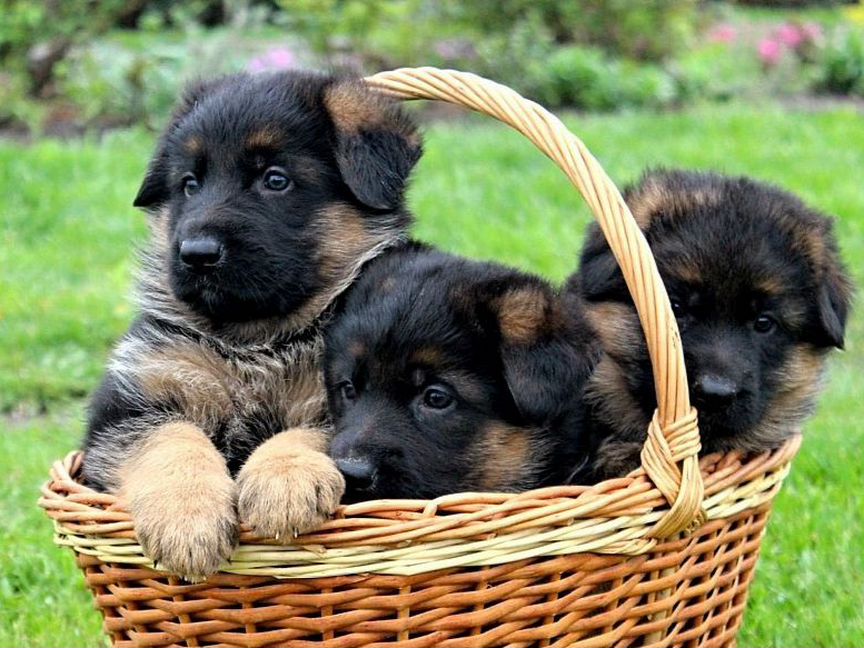Щенки Немецкой Овчарки