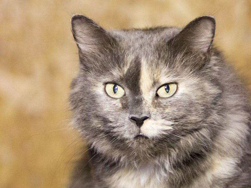 Кошечка Майя в добрые руки