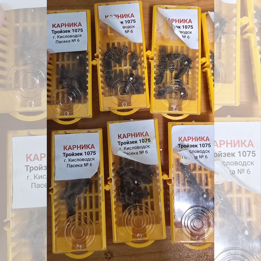 Пчеломатки