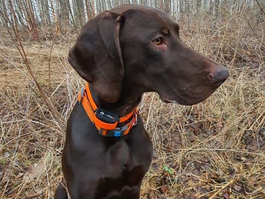 Курцхаар вязка кобель