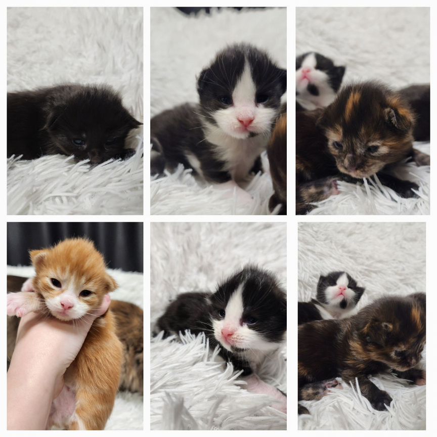 Котята Мейн-Кун к Новому году