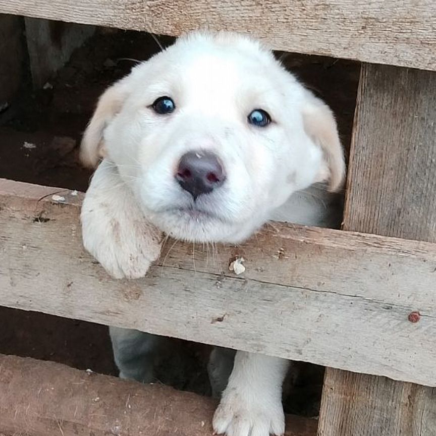 Среднеазиатская овчарка, щенок