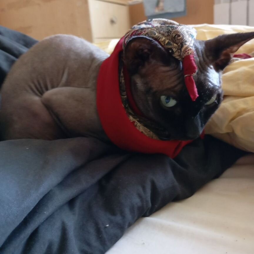 Канадский сфинкс вязка