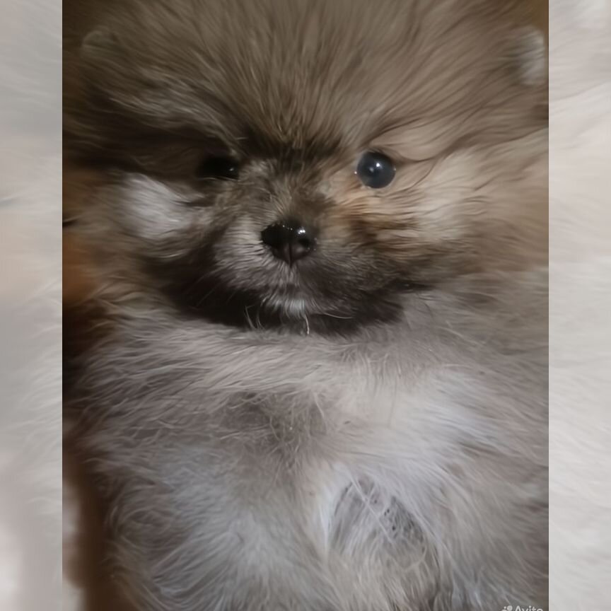 Померанский шпиц, щенок