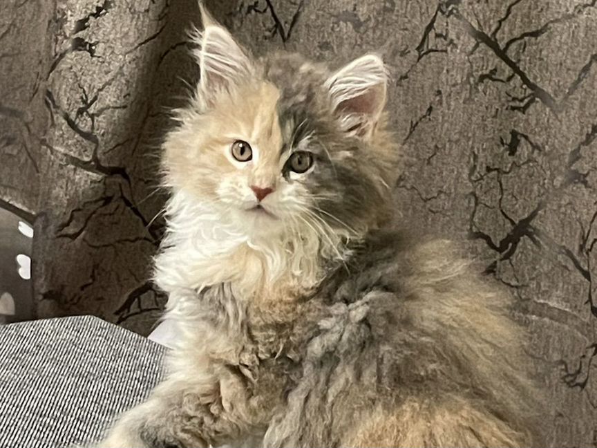 Продаются котята