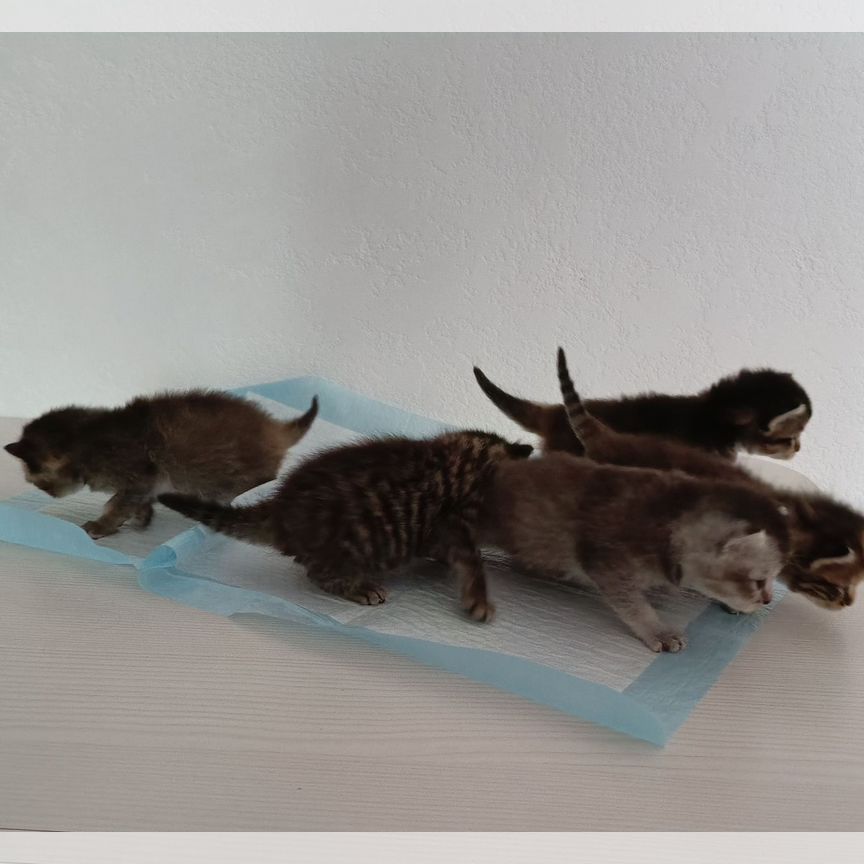 Котята бесплатно