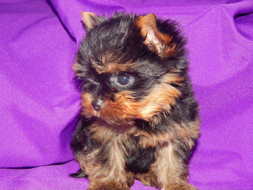 Мальчик Крошик