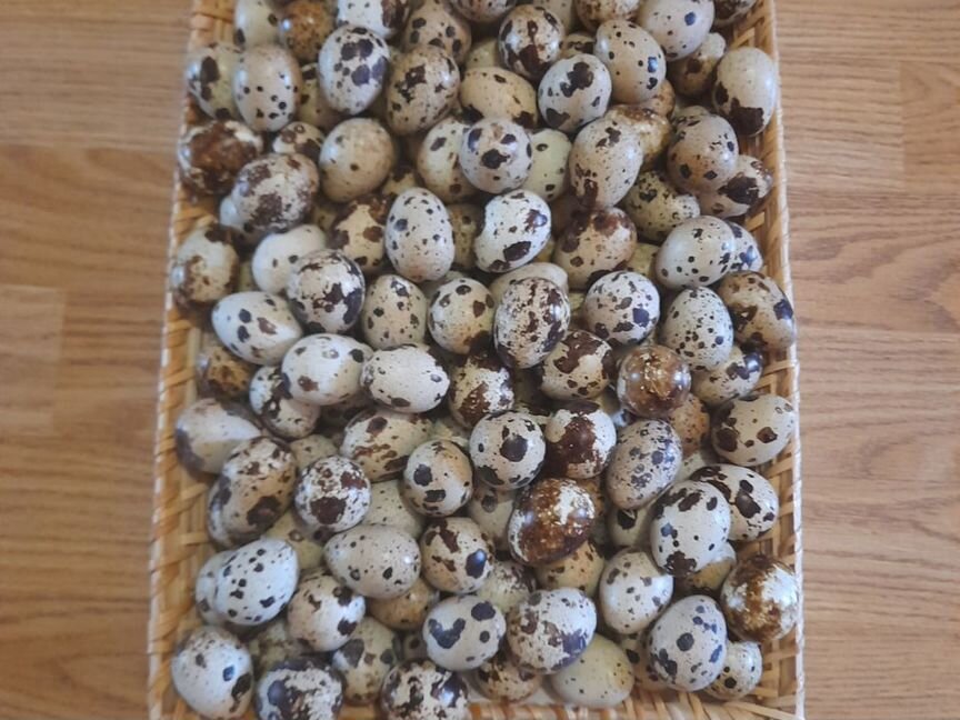 Яйцо перепелиное пищевое, инкубационное