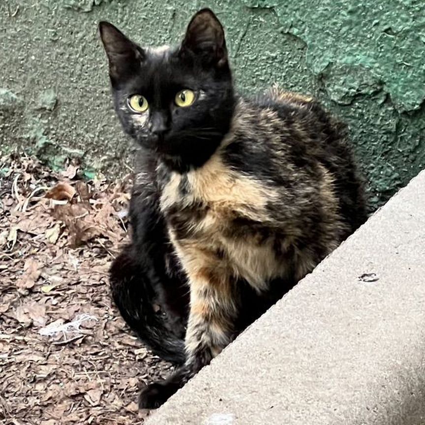 Котик и кошечка ищут дом