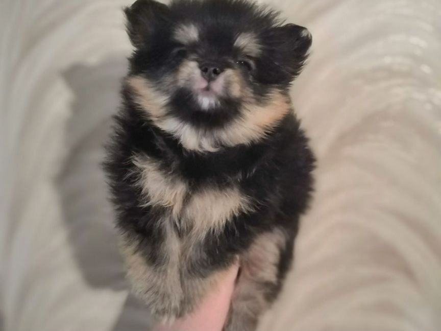 Щенки шпица