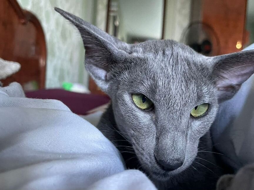 Ориентальная