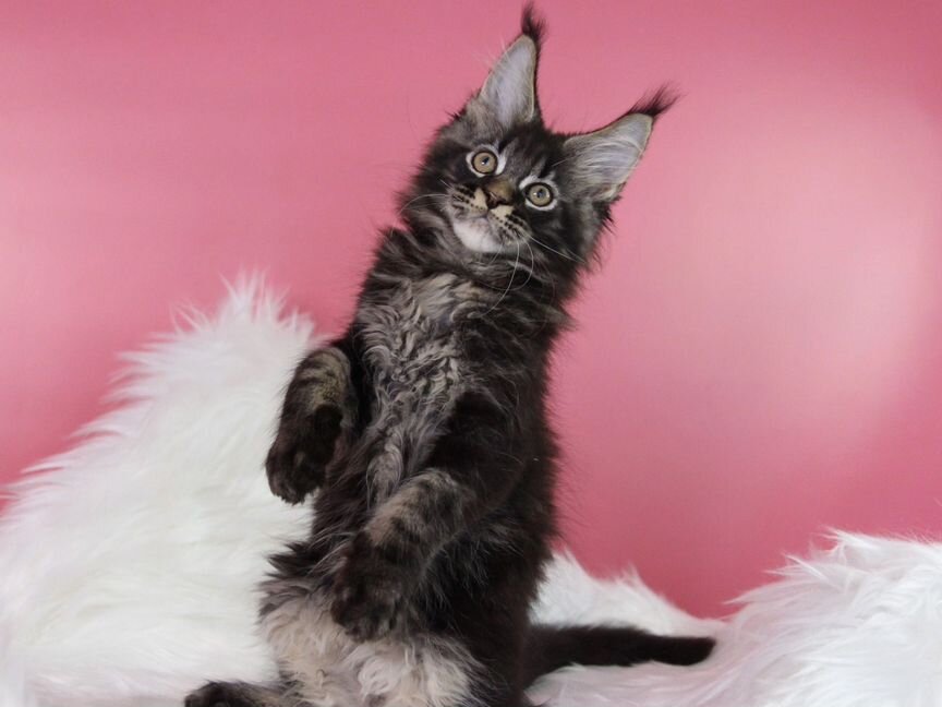 Мейн-кун котик