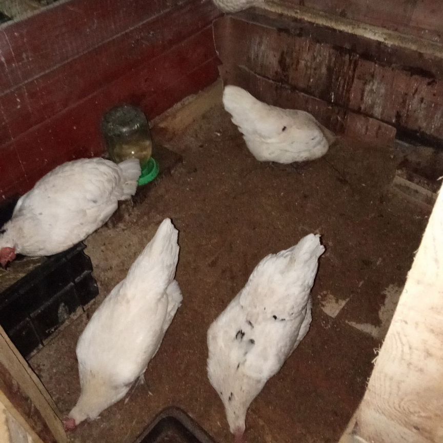 Куры несушки 11 месяцев, несутся