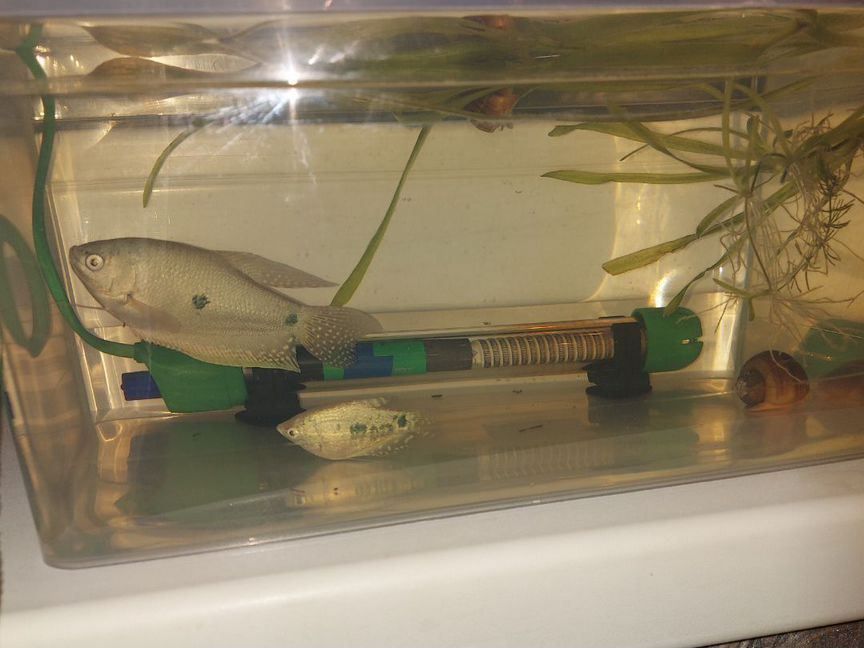 Аквариумные рыбки гурами