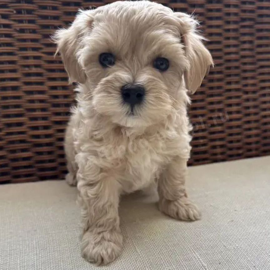 Мальтипу, щенок