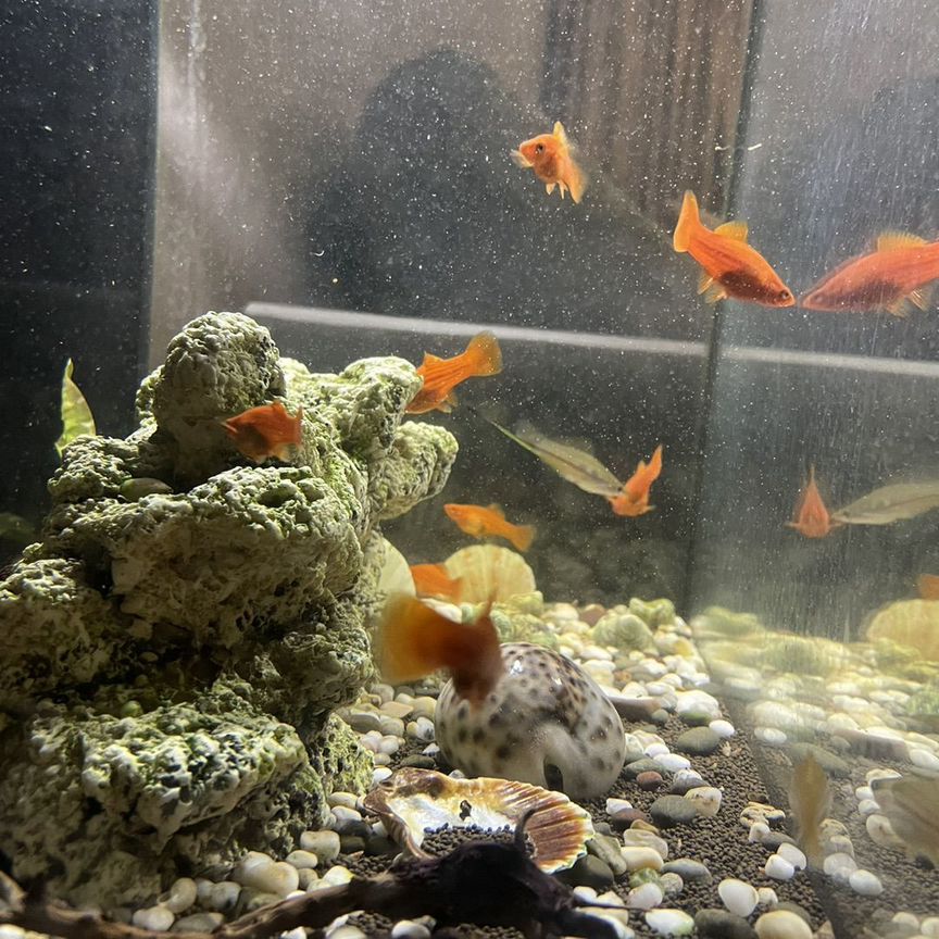 Аквариумные рыбки меченосцы