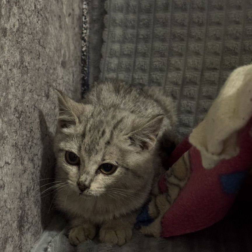 Котёнок в добрые руки