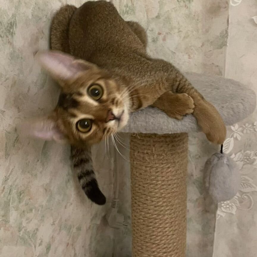Котята чаузи