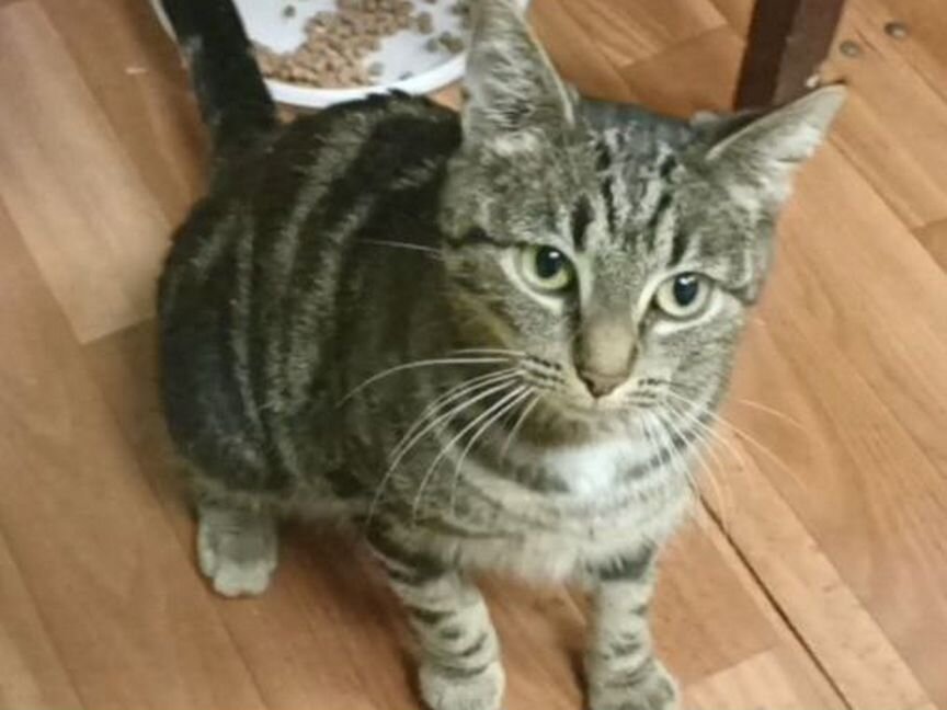 Хорошая кошечка
