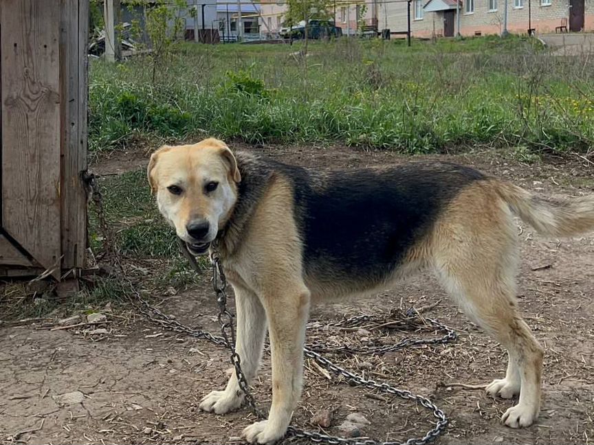 Ника ищет дом