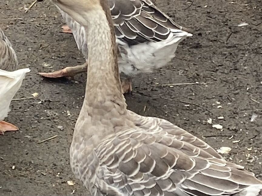 Гиси холмогоры на племя