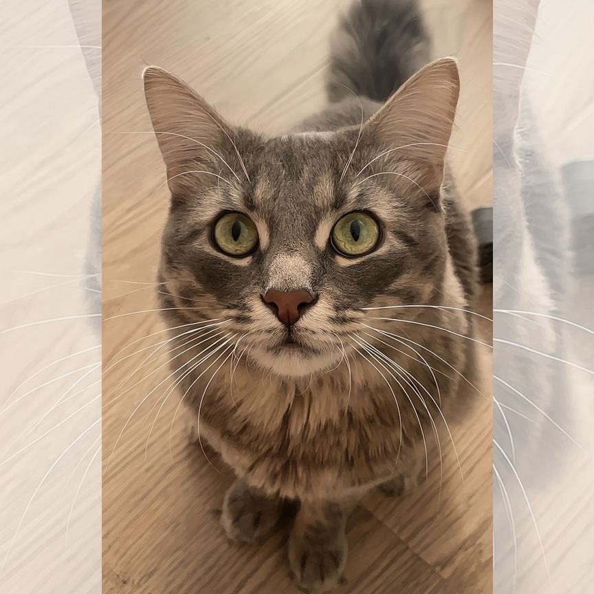 Взрослый кот в добрые руки