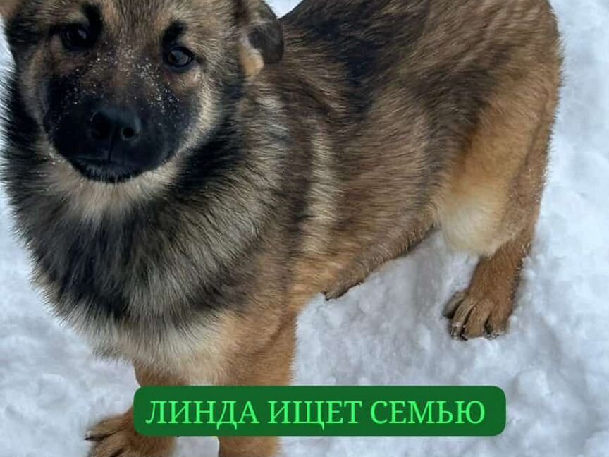 Щенок до колена